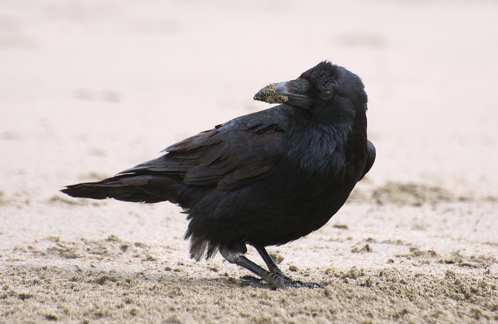 NW Bird Blog: Common Raven